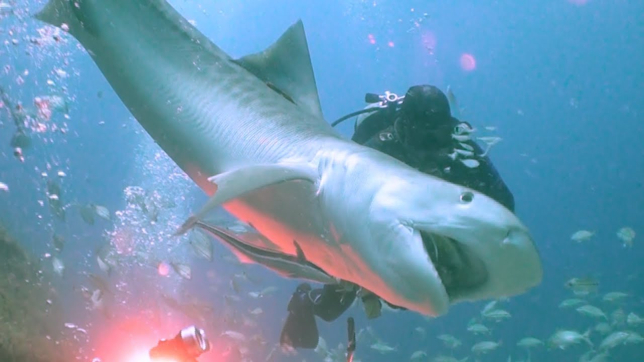 Tiger Sharks in Florida with Randy Jordan- Emerald Charters - YouTube
