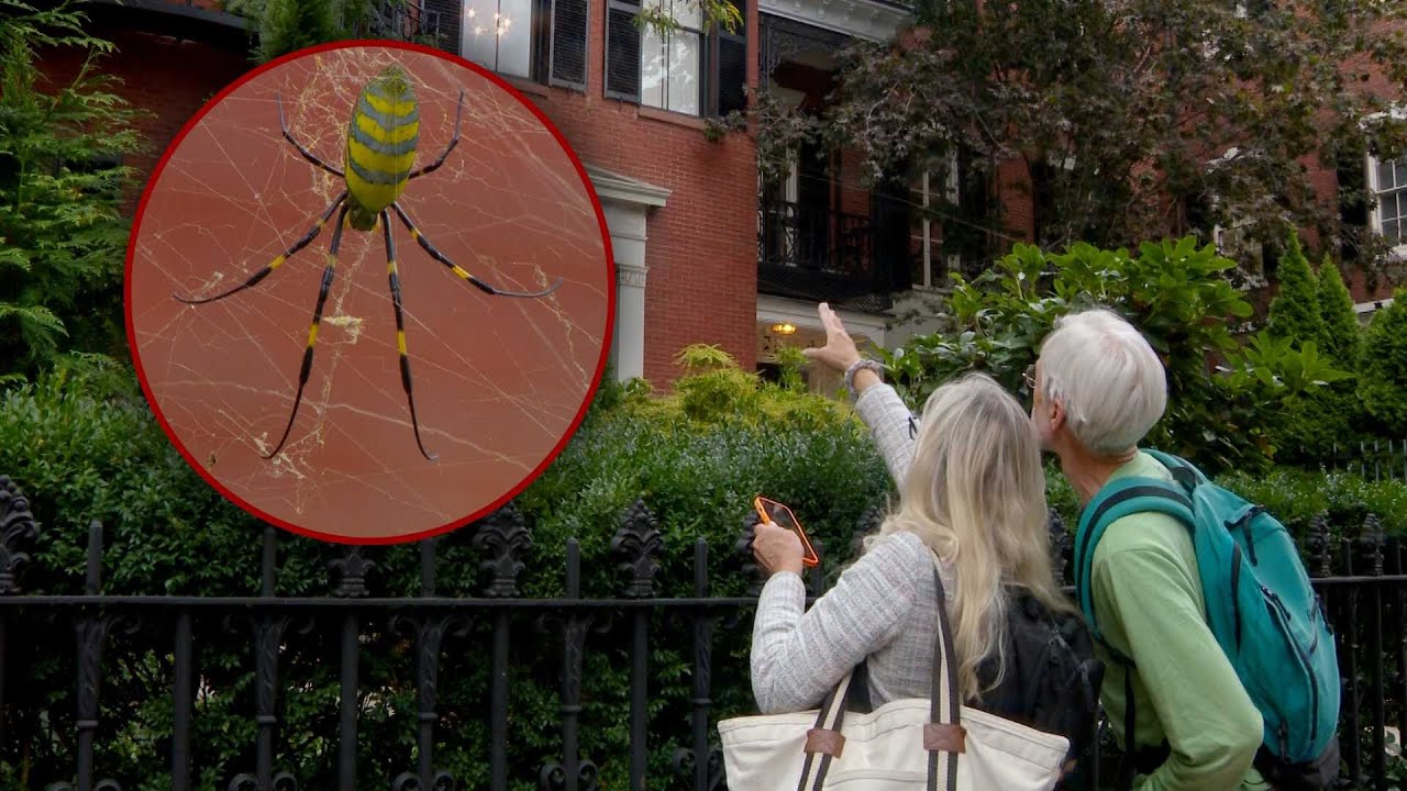 Invasive Joro spider from East Asia found in Boston - YouTube