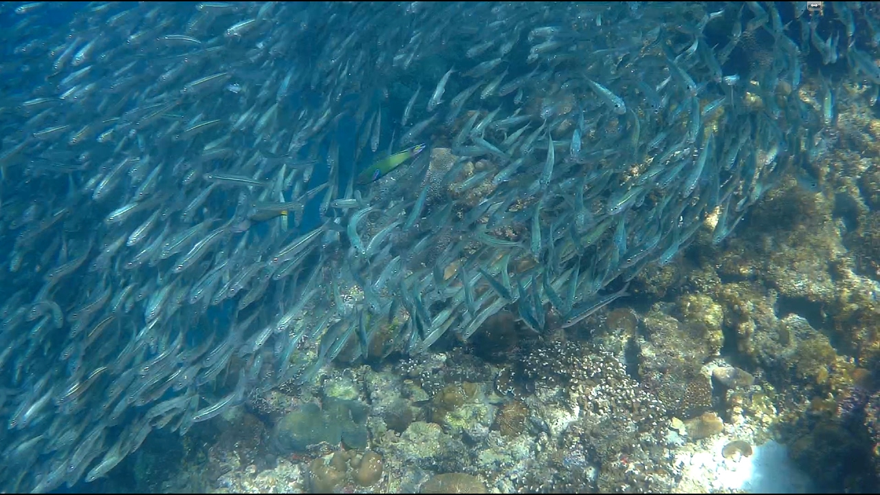 Moalboal Cebu Sardine Run 2017 - YouTube
