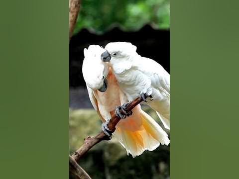 Cockatoos love ️ @naturelife762 #twincouple #twincockatoo #wildlife #birdlovers #viralhog # ...