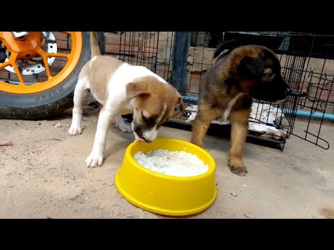 today July and Tintin eat food so much./185 - YouTube