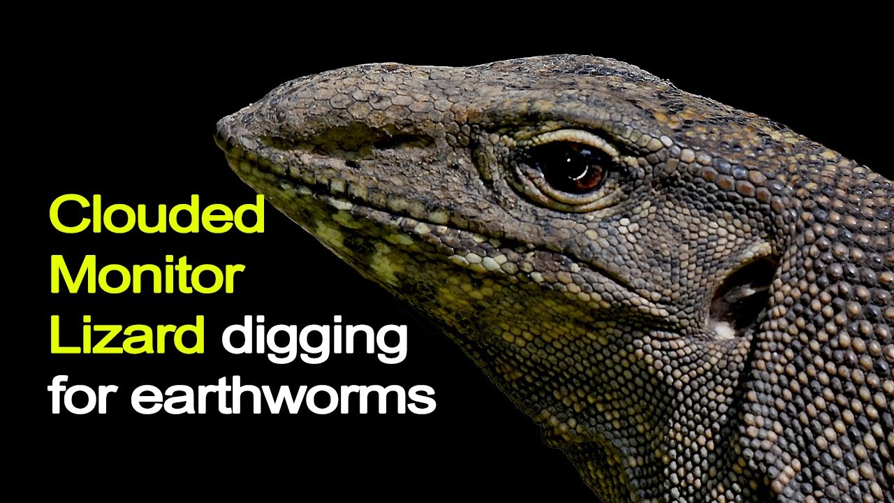 Wild Pix Singapore: Clouded Monitor Digging for Earthworms or Snakes? - YouTube