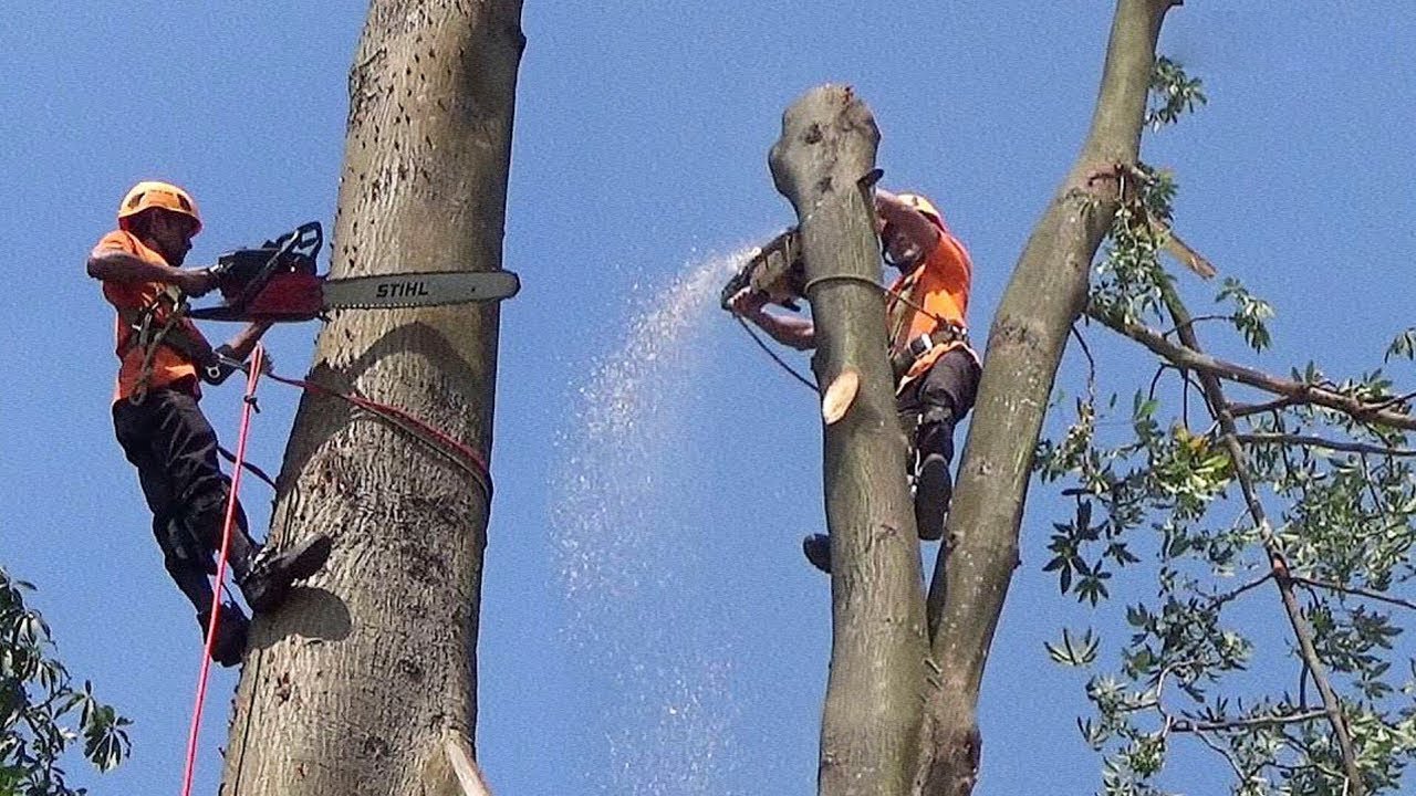 Amazing Fastest Cutting Down Huge Tree Skills, Powerful Logging Truck ...