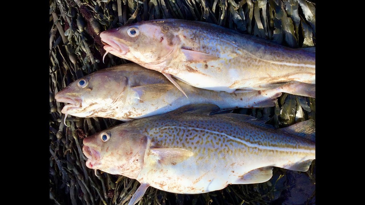 Sea Fishing The Bristol Channel Shore. The Admiralty, Sand Point. March ...