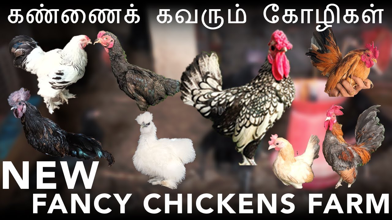 fancy chicken farm tamil 🐔 | sam fancy chickens farm visit in tamil ...