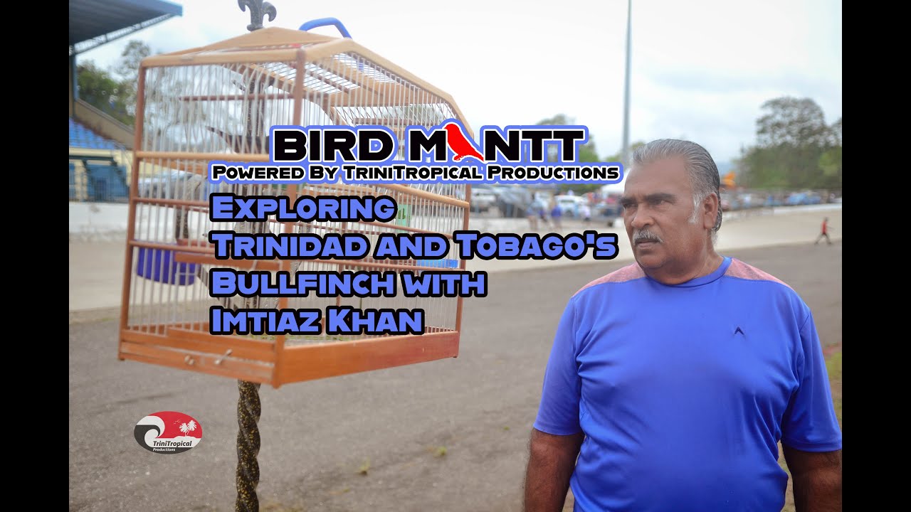 "BirdmanTT Ep 3 Discover Trinidad's Bullfinch with Imtiaz 🌍Bullfinch ...
