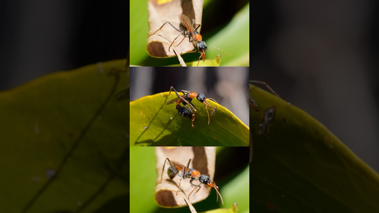 MASSIVE Bull Ant Nuptial Flight - Myrmecia nigrocincta - YouTube