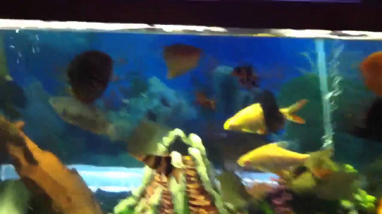 Mixed cichlid tropical mix fish tank - YouTube