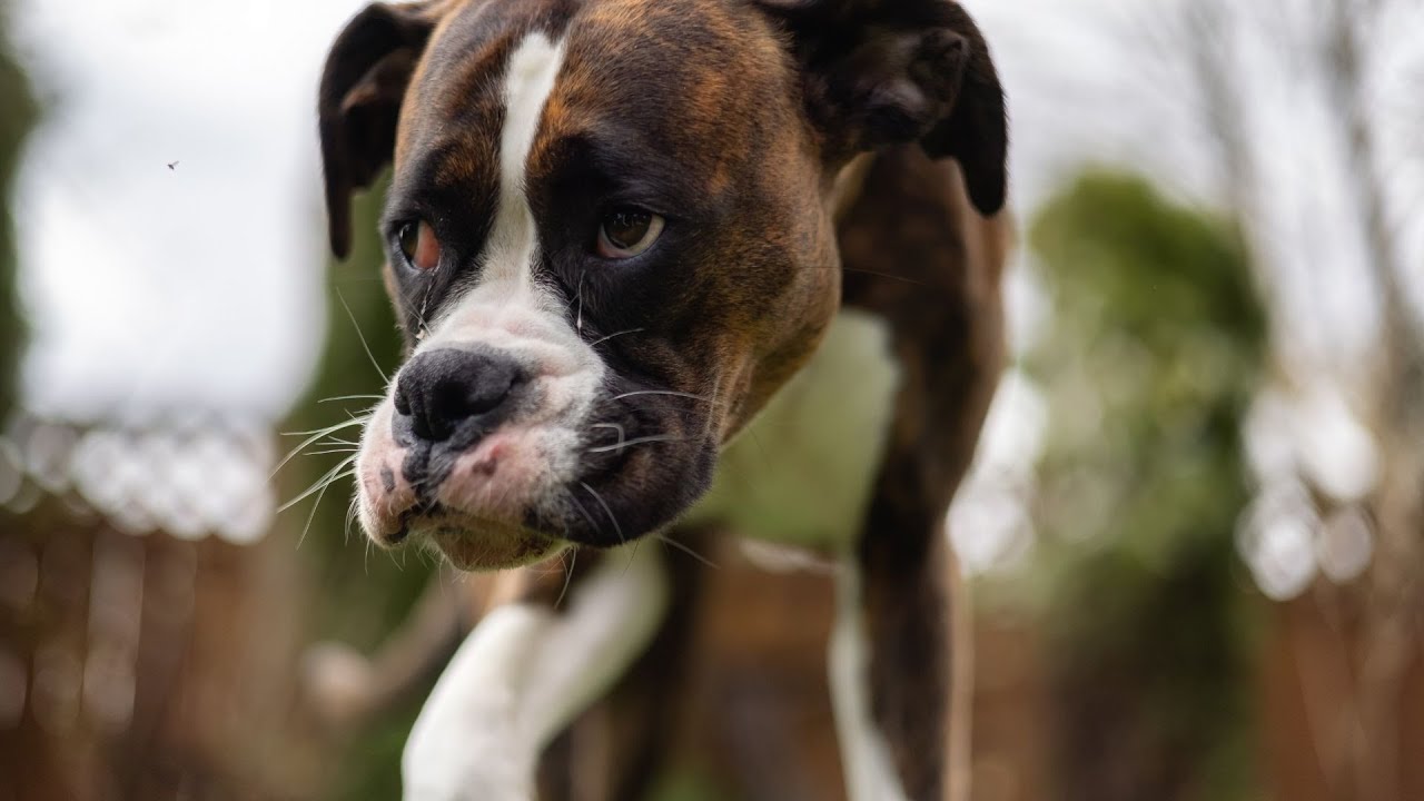 How to Treat a Boxer s Paw Injury? - YouTube