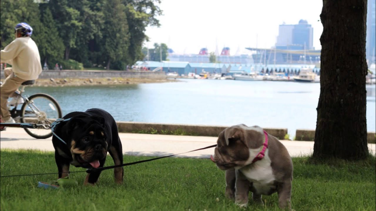 The Bulldog Connection TBC Rare colored bulldogs - YouTube