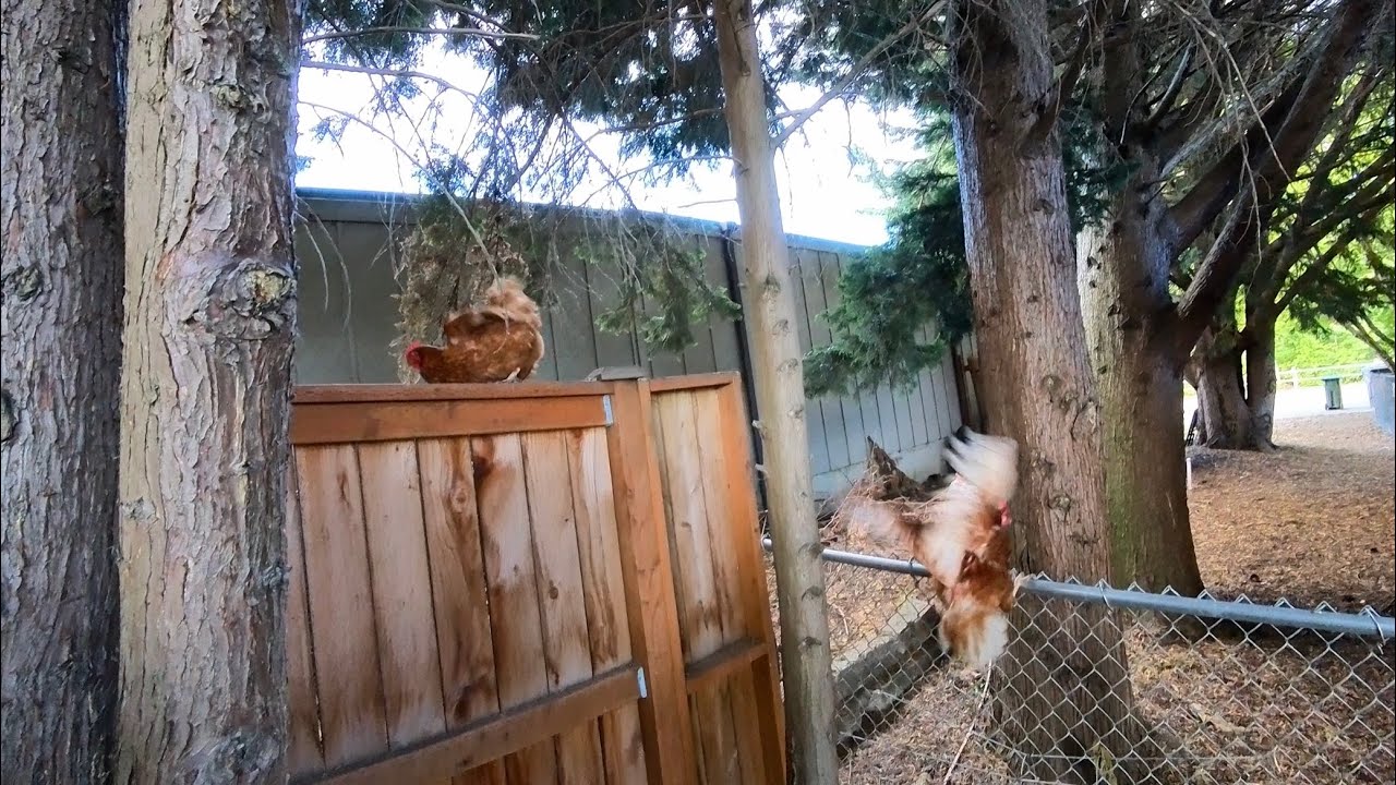 POV: Neighbors Chickens Trespassing & Surprise Egg - YouTube