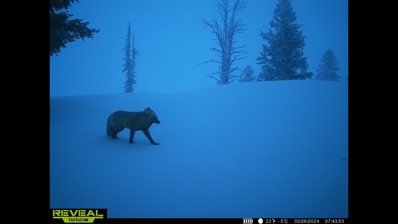 High Country Winter Time-Lapse | Cellular Trail Camera Videos - YouTube