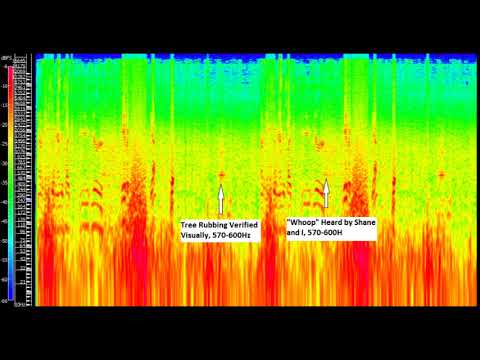 The "Whooping" Tree 2020 - YouTube