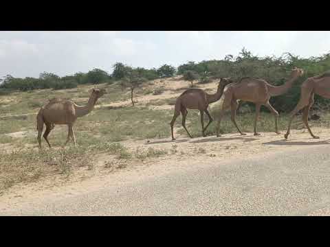 A dangerous camel chasing people in the desert! An incredible scene ...