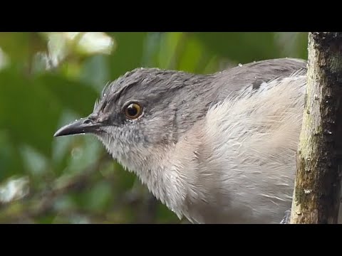 Mockingbird Loves the Rain | Bathing & Singing in a Holly Tree 🐦🌧️🎶🌲 ...