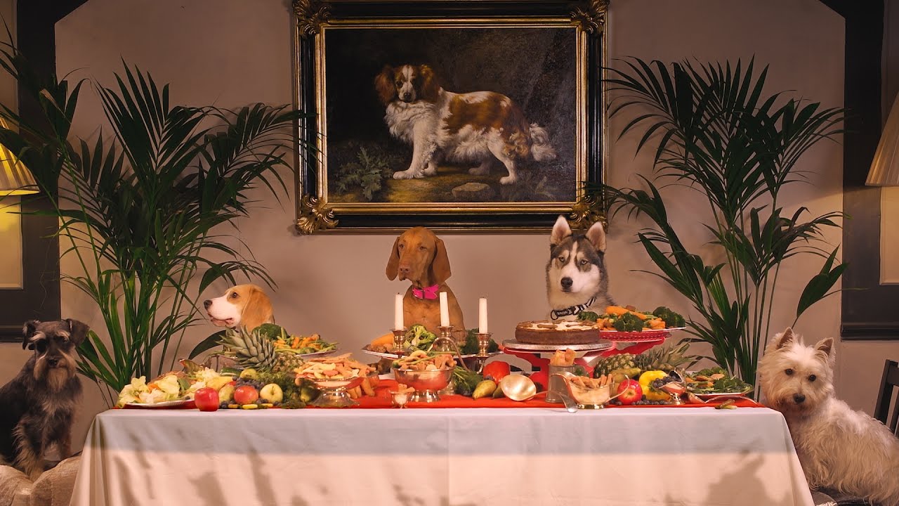 Pet Heaven for dogs | Vets Now - YouTube