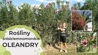 Oleandry - rośliny śródziemnomorskie. Jak uprawiać oleandry w Polsce?