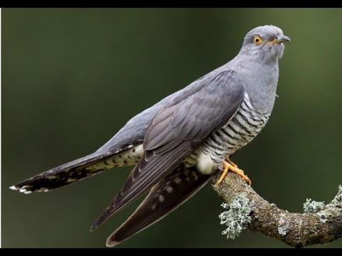 Odgłosy kukułki (samica & samiec). Call of the common cuckoo (female & male). (lac. Cuculus canorus)