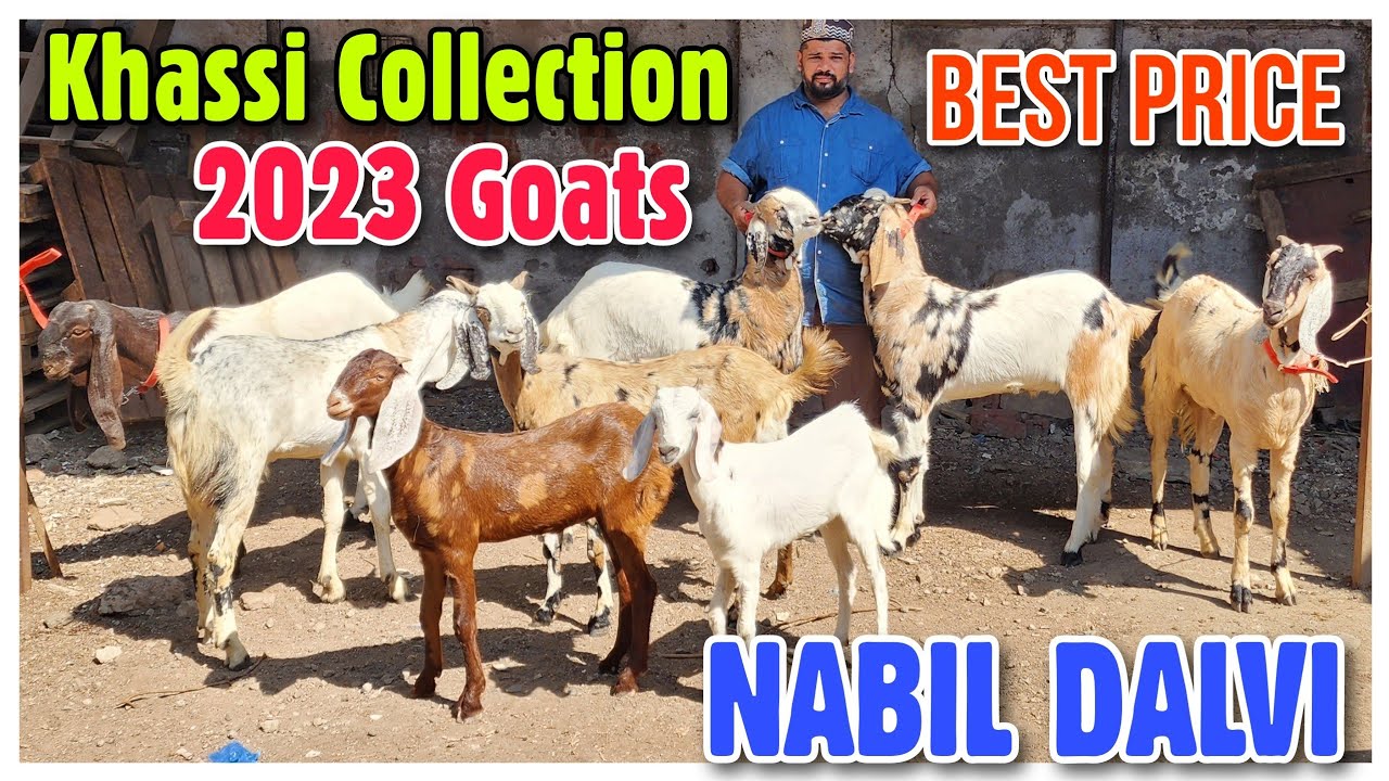 Khassi Goat Collection NABIL DALVI Bhiwandi | 2023 Best Price Bakre ...