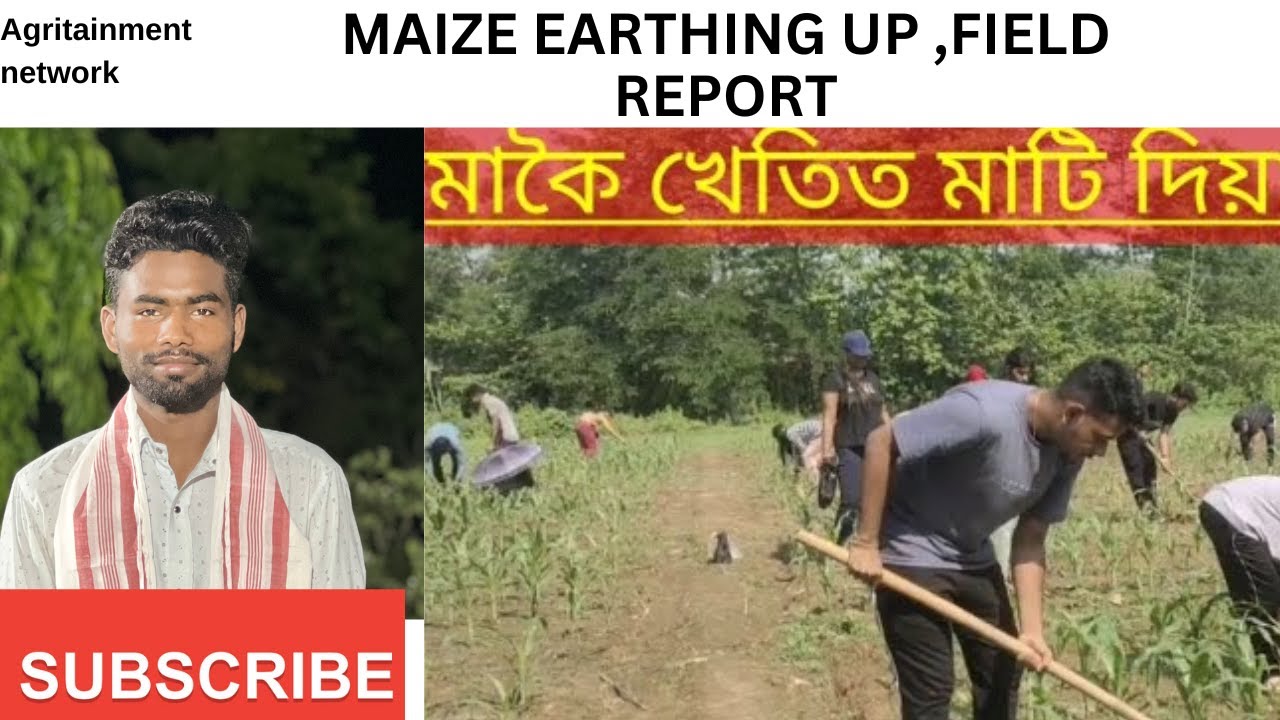 earthing up in Maize field||SCS college of aagriculture||AAU|| - YouTube