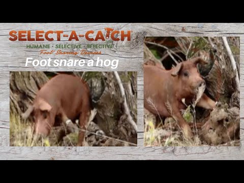 Foot snare a hog! - YouTube