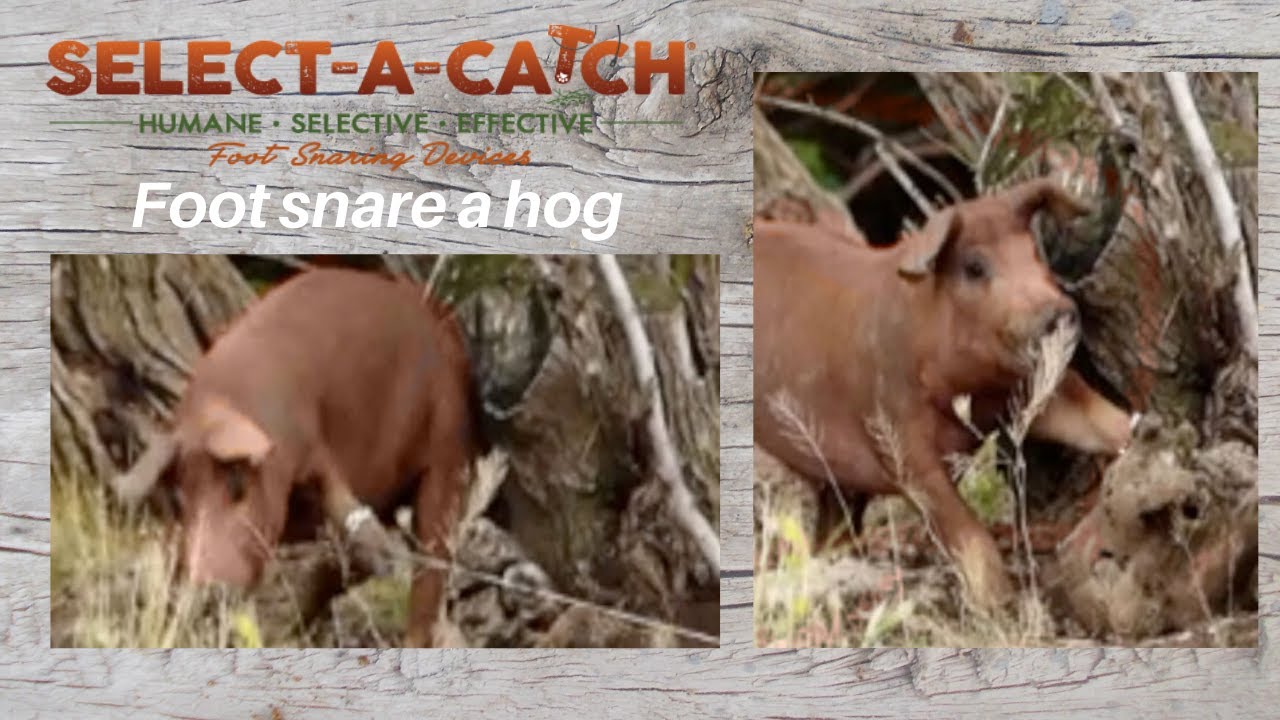 Foot snare a hog! - YouTube