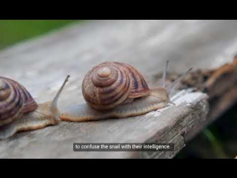 The Horse and the snail - YouTube