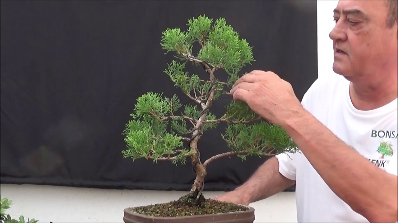 De planta de vivero a bonsai, ACTUALIZACION - YouTube
