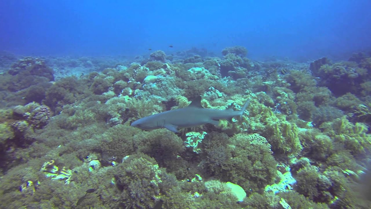 Tshark Youtube