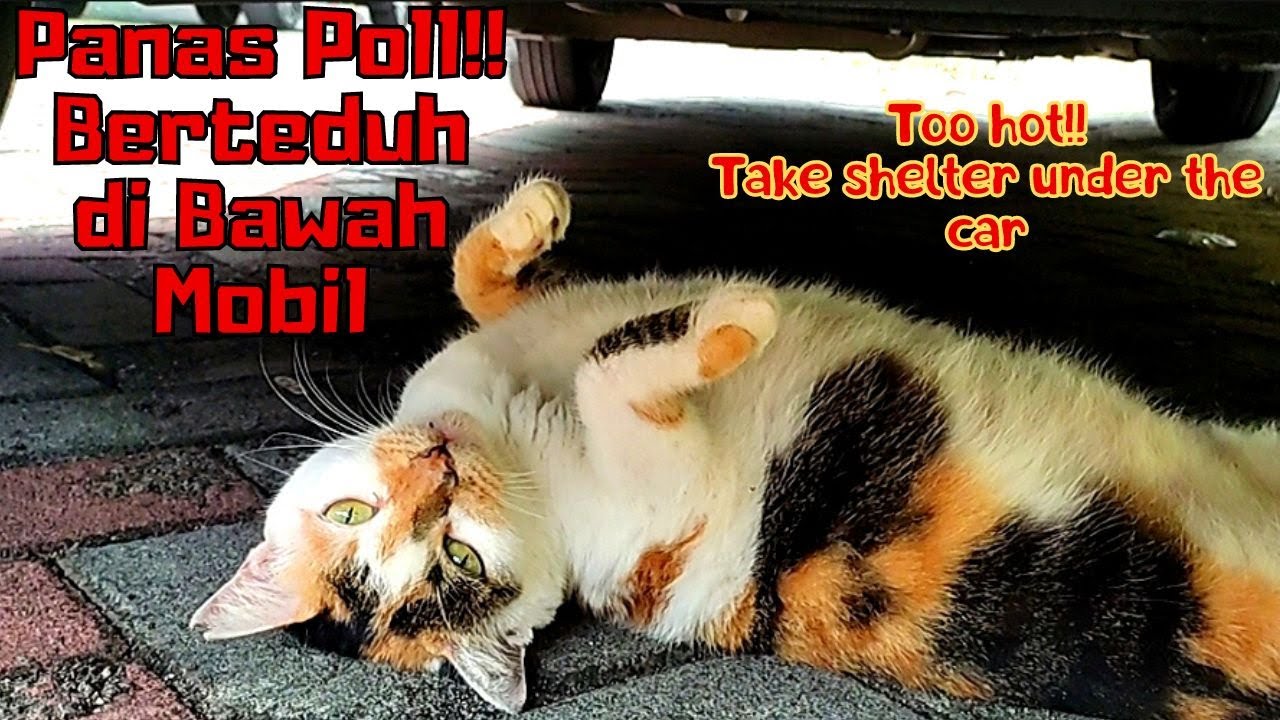 Cuaca Panas Membuat Kucing Berteduh di Bawah Mobil | Hot Weather Makes ...