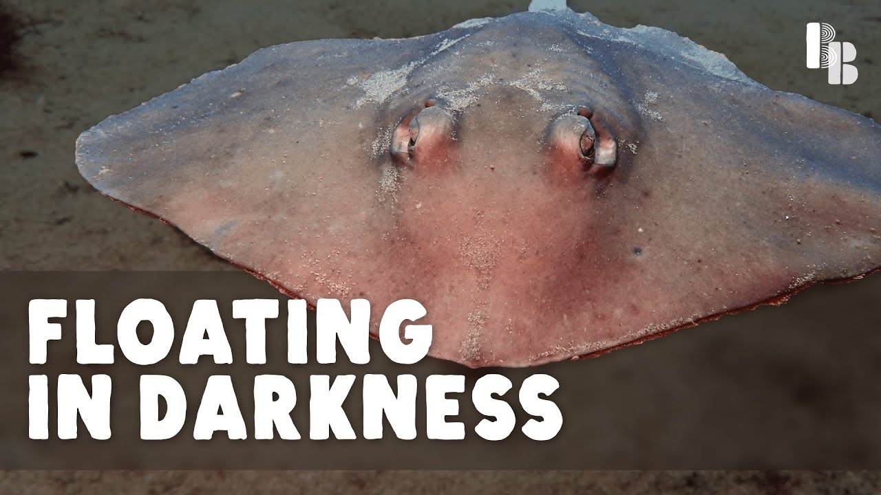 Fly Through The Water Like a Deep Sea Skate - YouTube