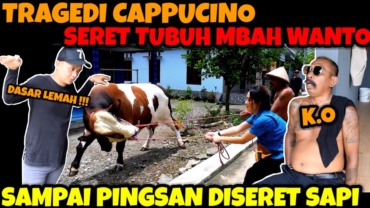 DISERET SAPI CAPPUCINO SETIA FARM BIKIN MBAH WANTO PINKSAN !!! - YouTube