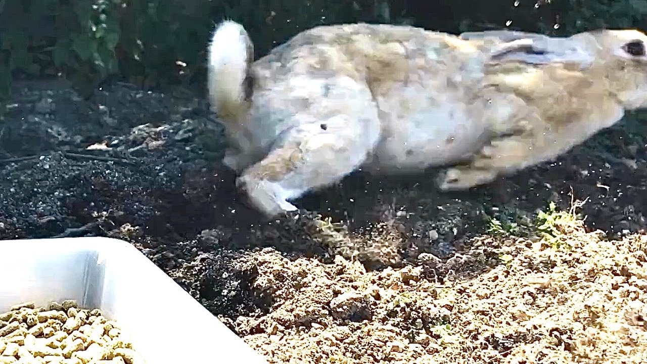 Rabbit straightening its body and jumping on an enemy - YouTube