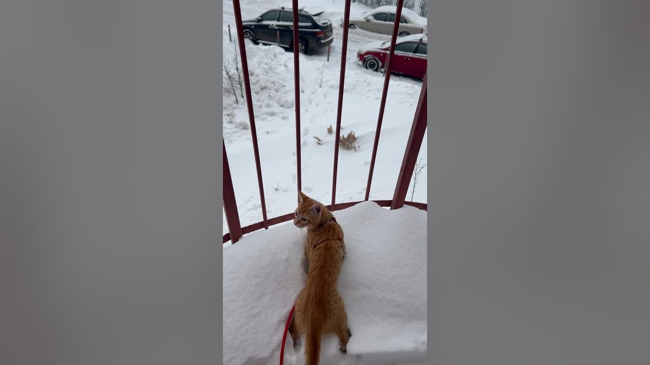Впервые на улице зимой Shots котики котик гуляет рыжийкот зима