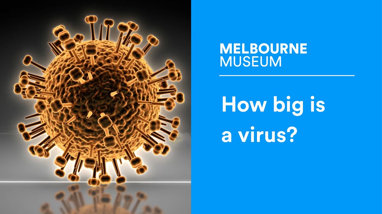 How big is a virus? - YouTube