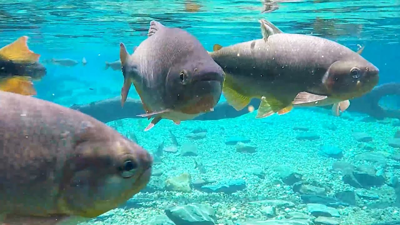 FLUTUAÇÃO RIO DA PRATA, CARDUME DE PEIXES PIRAPUTANGA (BRYCON HILARII ...