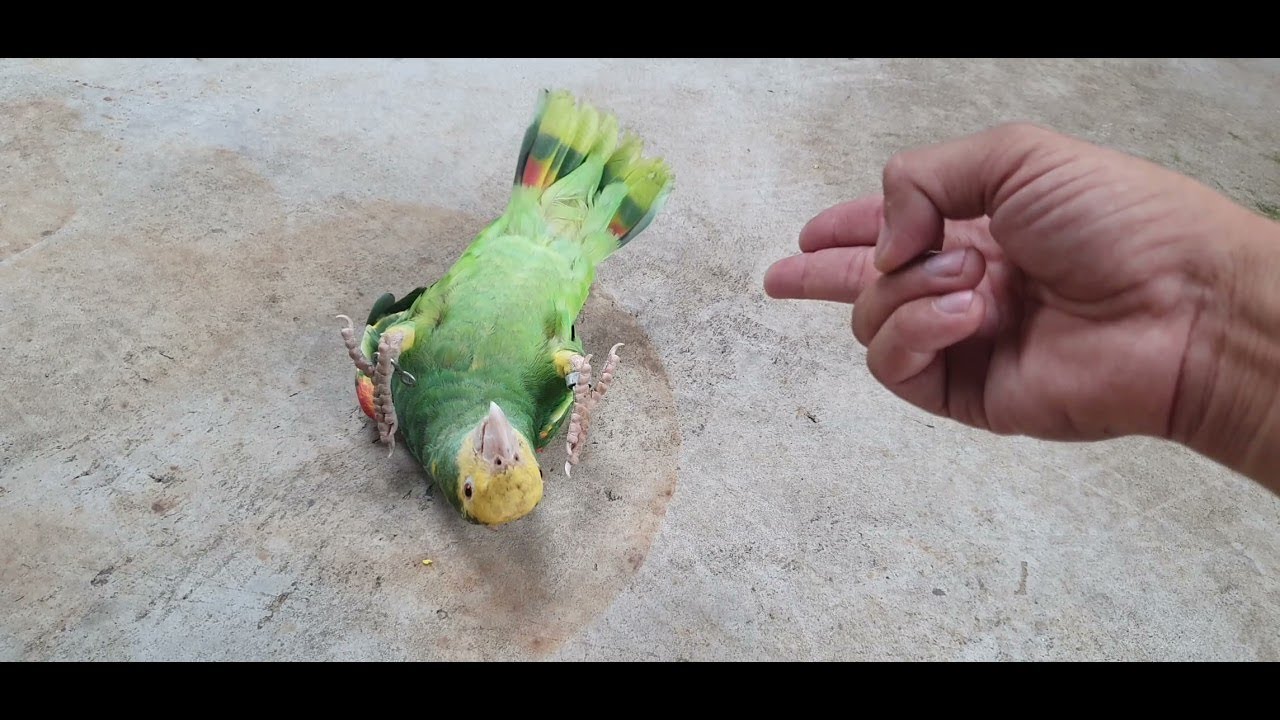 Bird Shows off Brilliant Acting Skills || ViralHog - YouTube