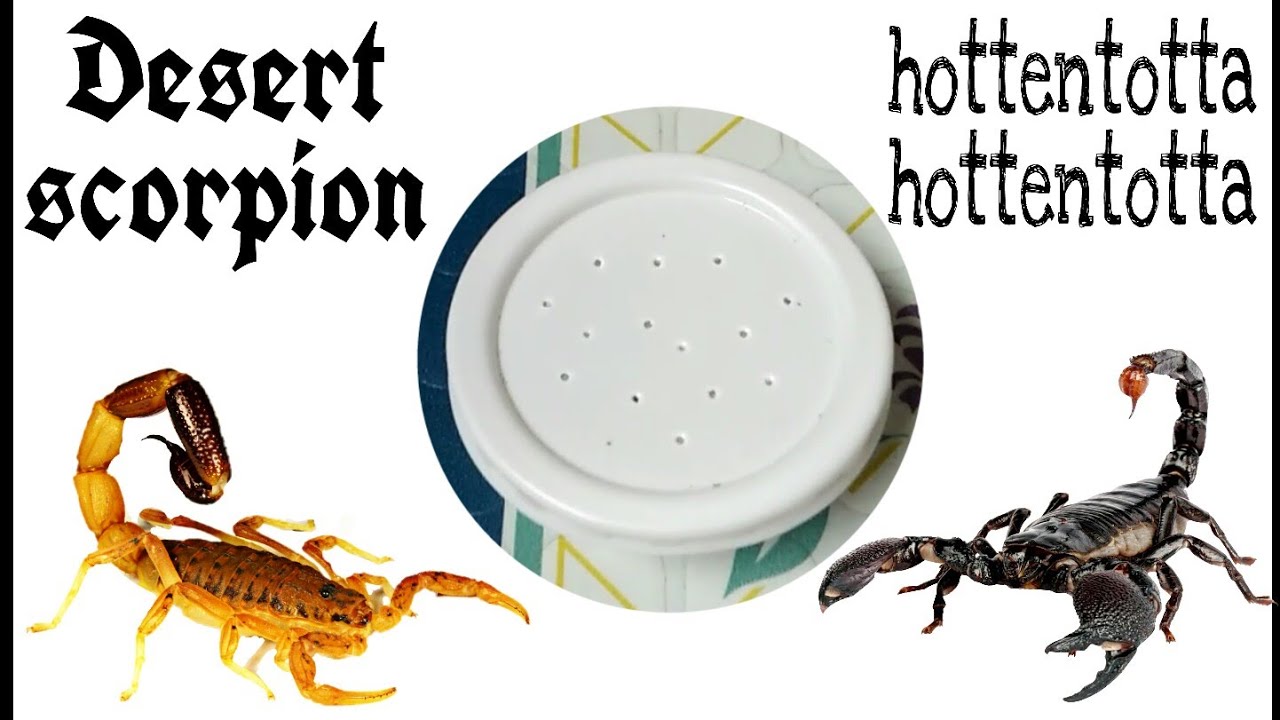 My first Scorpion. Desert scorpion (h.h) hottentotta hottentotta - YouTube