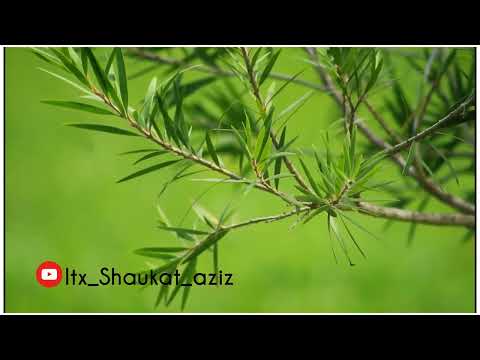 Amazing beautiful nature ultra hd 4k || with relaxation music || whatsApp status || 2022.