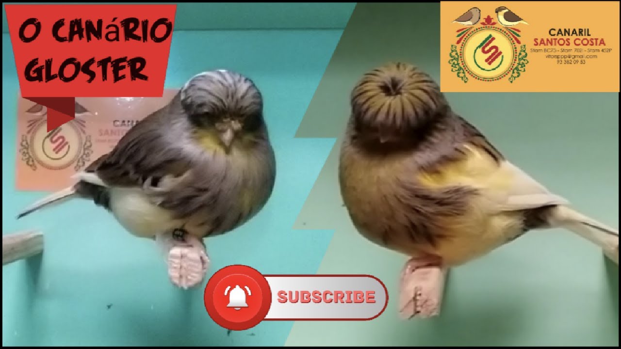 História do Canário Gloster Fancy - YouTube