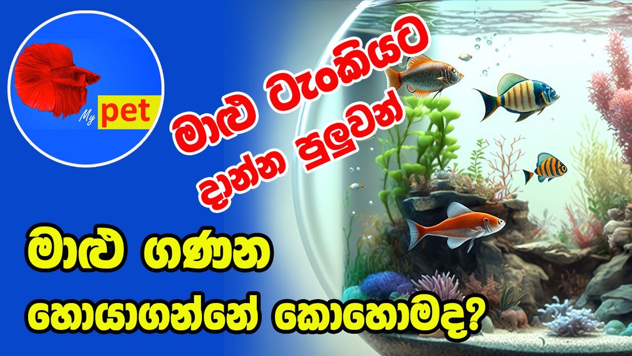 Guppy Sinhala Number Of Fish For Tank Sinhala Calculate Fish Tank guppy-sinhala-number-of-fish-for-tank-sinhala-calculate-fish-tank