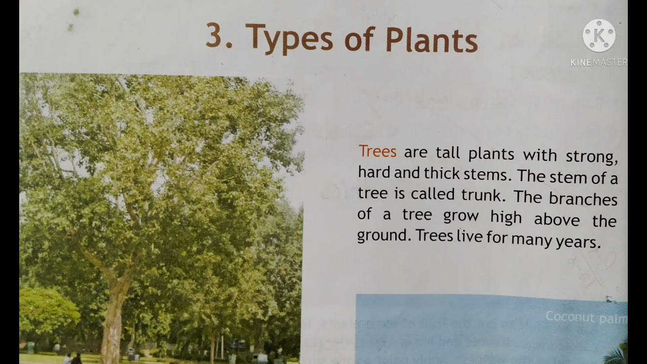 class-2 ch-3 Types of plants (part-2) - YouTube