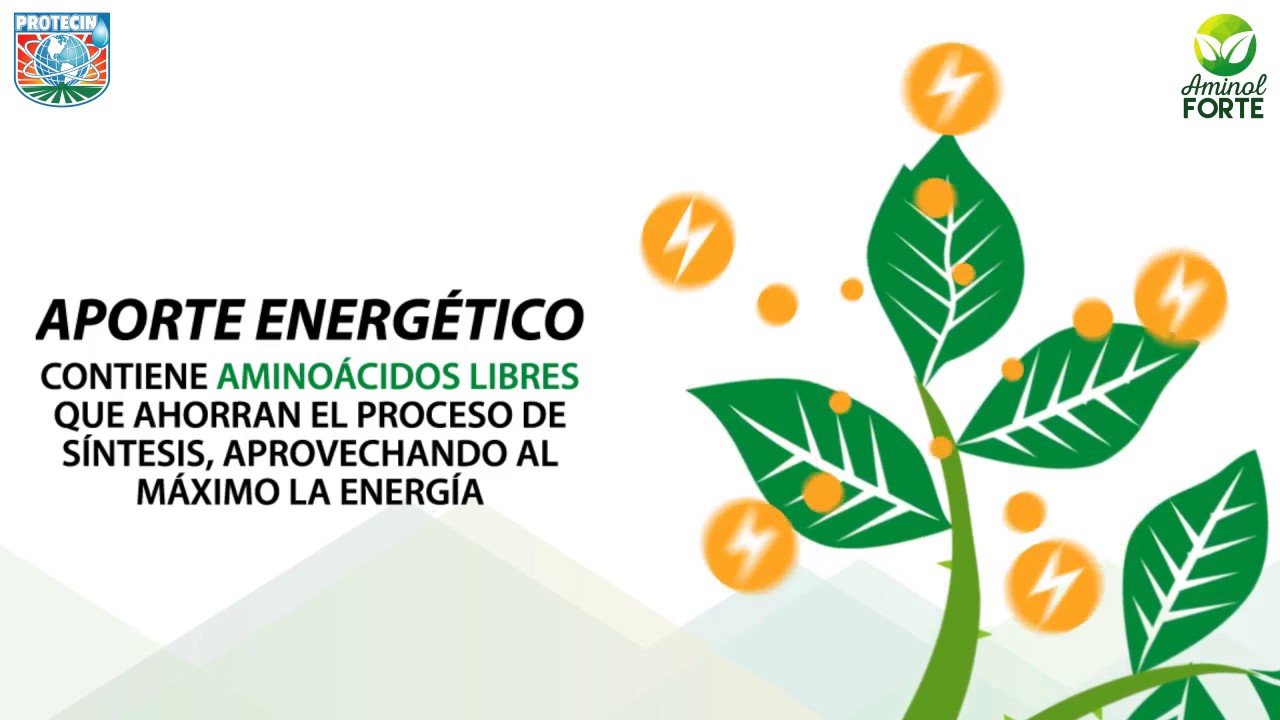 5 ventajas de Aminol Forte - Protecin - YouTube