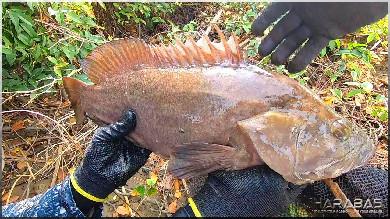 EP550-Part1 - Lapu-Lapung Putik Huli sa Gango Fish Trap | Catch and ...