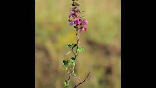 Teucrium chamaedrys