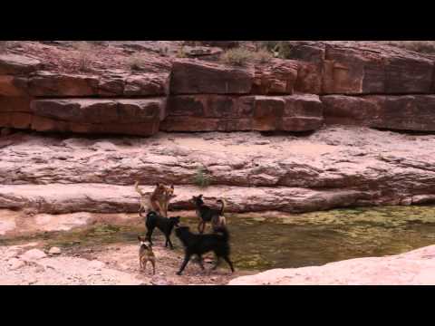 Crazy Havasupai Falls Dog Fight