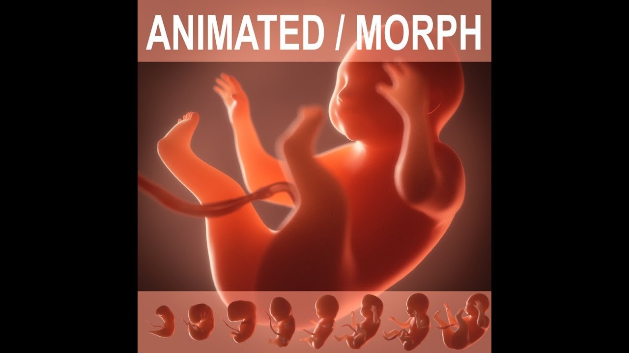 3dmodel human embryo fetus growth animation at 3dexport.com - YouTube