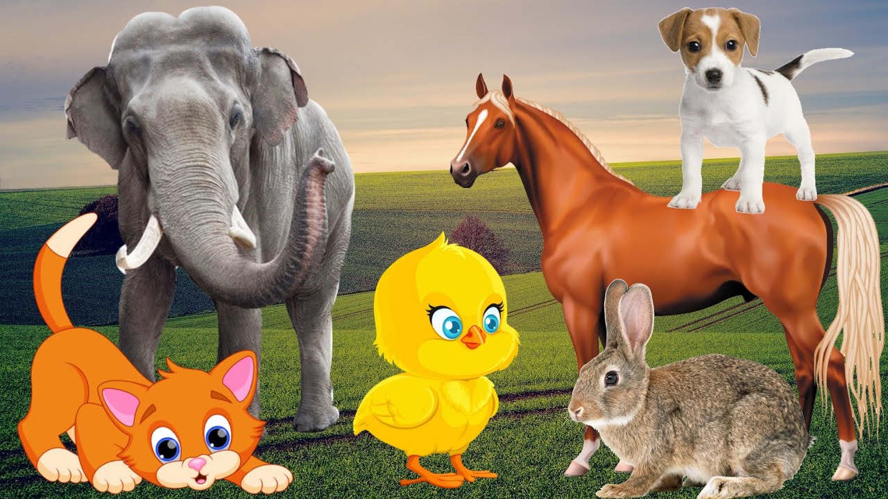Learn about animals around us: goose, cat, cow, pig, hare - animal ...