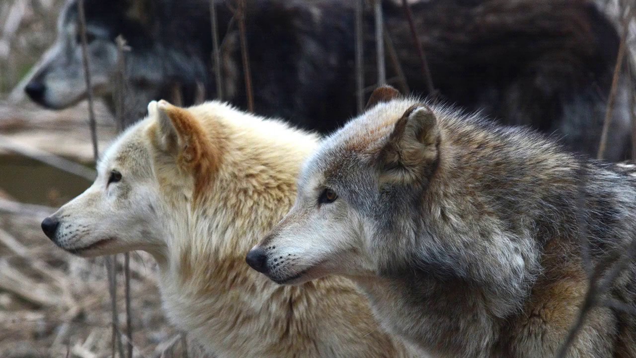 Wolf Sanctuary of PA - YouTube