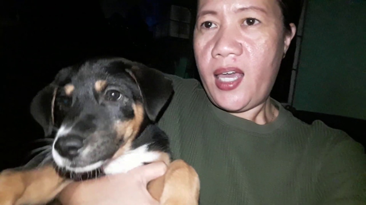 DOG LOVER PO KAMI #TITA ROSE AND TITO DAVE - YouTube
